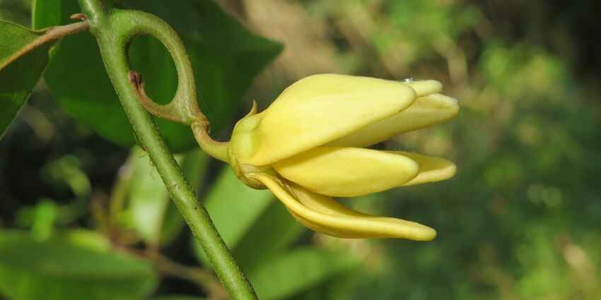 Aralam Wildlife Sanctuary: A Finest Sanctuary Of Its Kind - TripXL