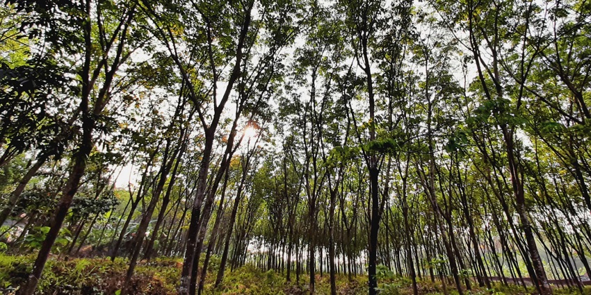 Places To Visit in Kollam: The Travellers Delight- TripXL