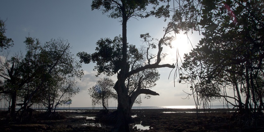 10 Places To Visit In Neil Island For Your Next Trip - TripXL