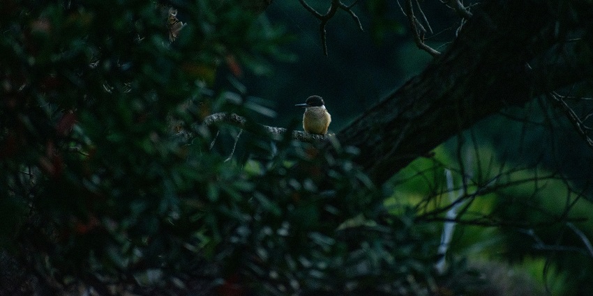 Munnar Wildlife Sanctuary: Home To A Variety Of Animals- TripXL