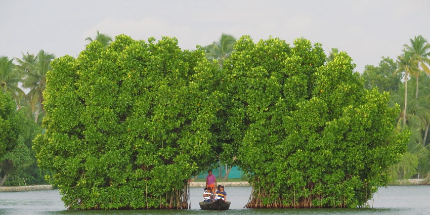 10 Things To Do In Munroe Island For A Blissful Experience - TripXL