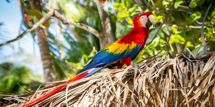 Discover Parrot Island: A Tropical Paradise for Nature Enthusiasts - TripXL