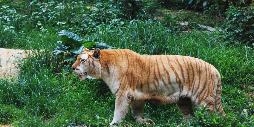 Zoos In Assam: Explore Rich Wildlife Amid Lush Landscapes - TripXL