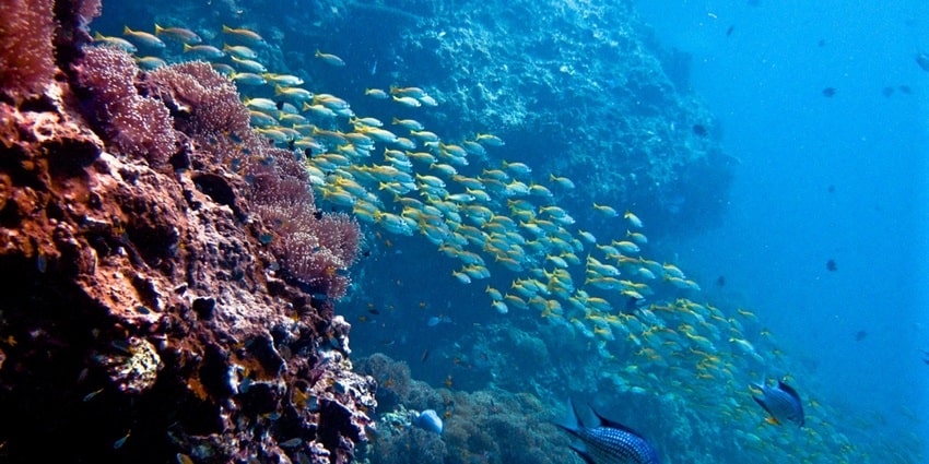 Scuba Diving In Bangkok: Your Next Marine Adventure - TripXL