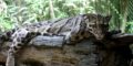 Tripura Diaries: Stroll In The Clouded Leopard National Park - TripXL