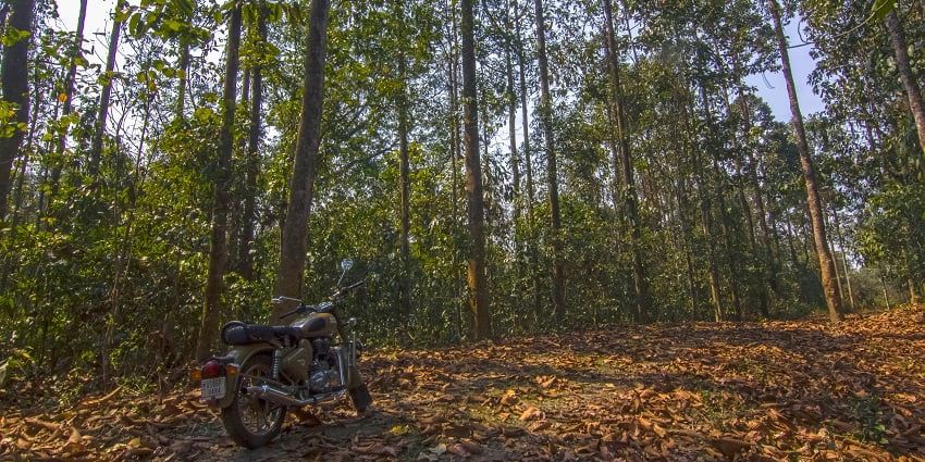 Dehing Patkai National Park: Explore Assam's Natural Reserves - TripXL