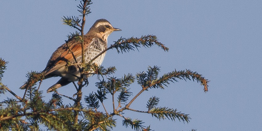 Senchal Wildlife Sanctuary: Exploring The Exotic Fauna World - TripXL