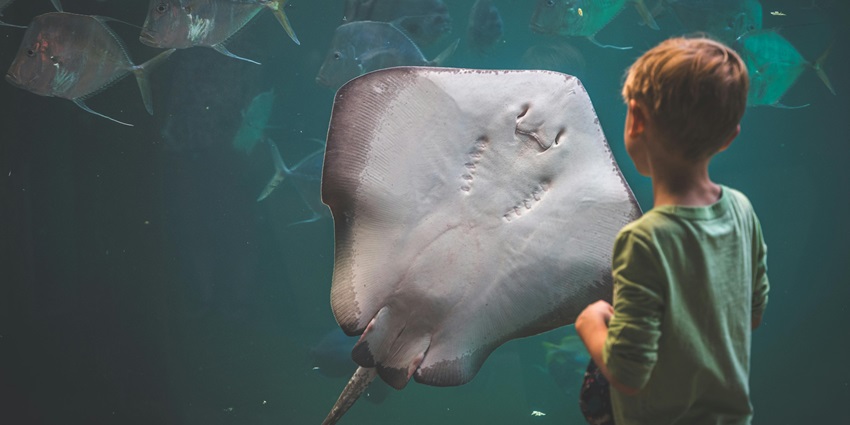 Fish Museum In Vizag: Delve In The Amazing Marine Life - TripXL