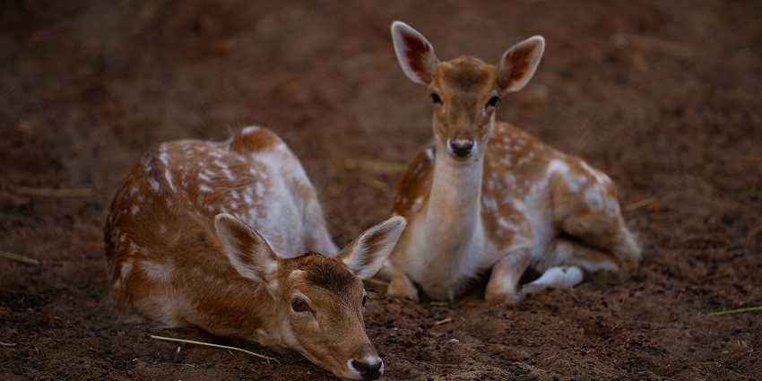 5 Wildlifе Sanctuariеs In Nagaland That Everyone Must Visit- TripXL