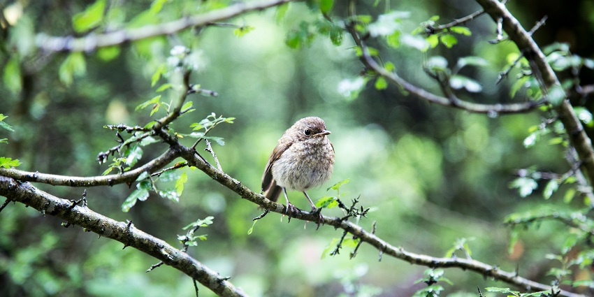 5 Wildlifе Sanctuariеs In Nagaland That Everyone Must Visit- TripXL