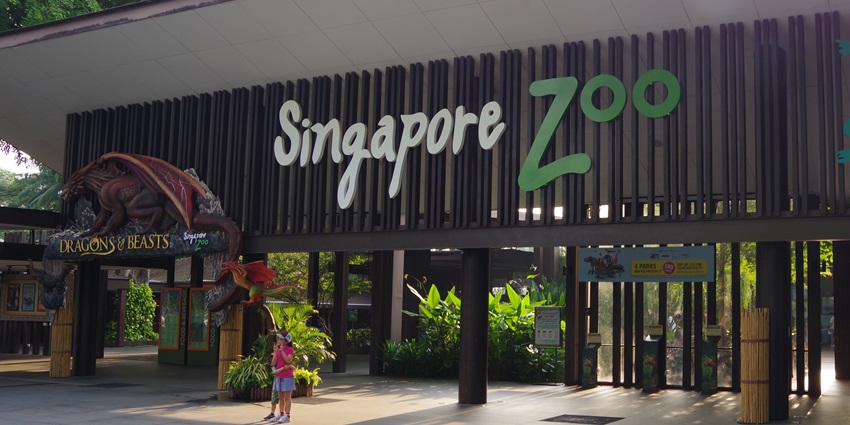 Singapore Zoo: A Guide To Wildlife And Adventure - TripXL