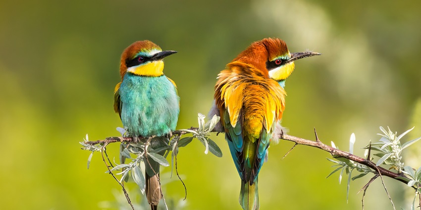 Rangapahar Wildlife Sanctuary: Abode Of Exquisite Wildlife - TripXL