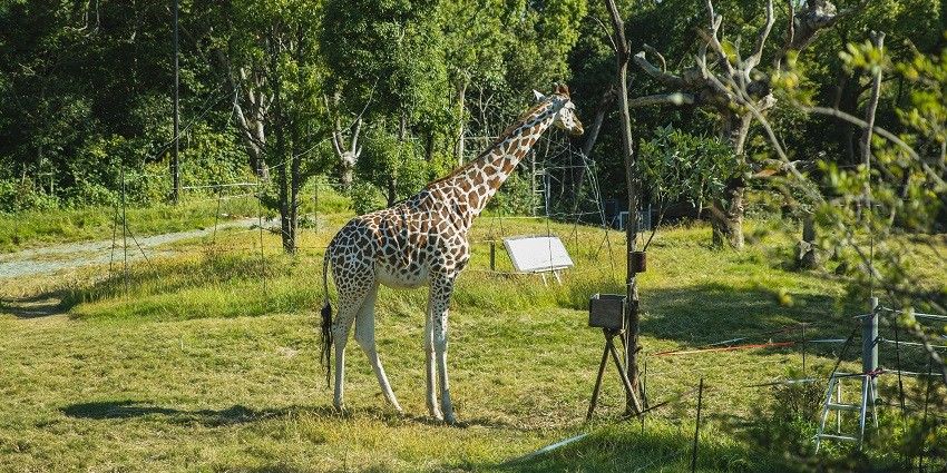 Bandli Wildlife Sanctuary: A Serene Hub For Wildlife Lovers - TripXL