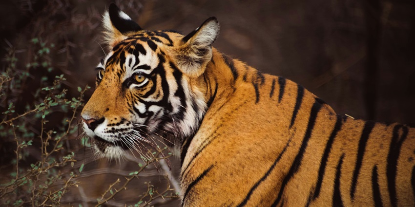 Intanki National Park: A Hub For Nature & Wildlife Lovers - TripXL