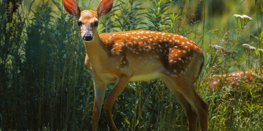 Chail Wildlife Sanctuary: Captivated By Wildlife Wonders - TripXL