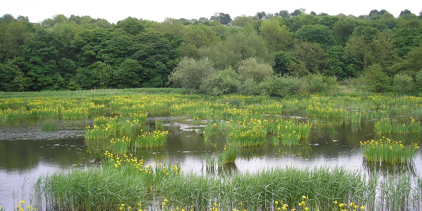 Chambal Wildlife Sanctuary: Wilderness In Madhya Pradesh - TripXL