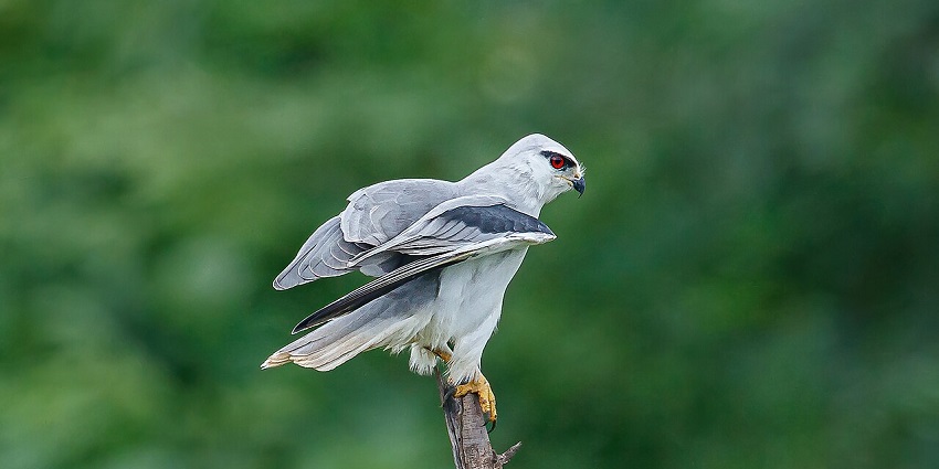 Chincholi Wildlife Sanctuary: The First Dry Land Sanctuary - TripXL