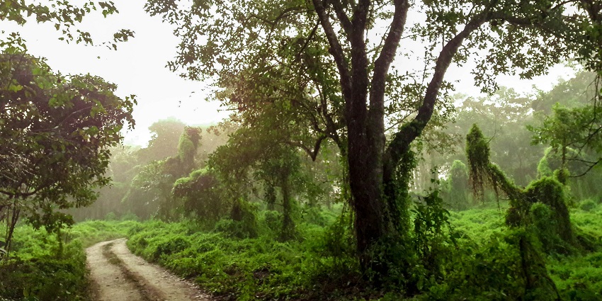 Chitwan Jungle Safari: An Unforgettable Experience In Nepal - TripXL