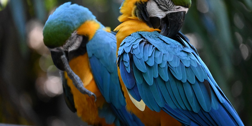 Explore the Rich Wildlife of Coorg Sanctuary: Nature Awaits You - TripXL