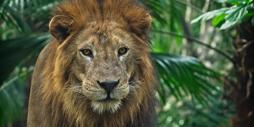 Devaliya National Park: A Haven For Wildlife Enthusiasts - TripXL