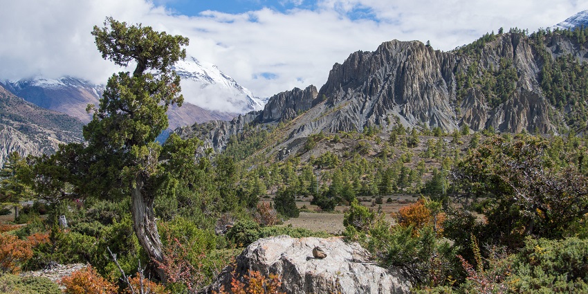 Experience Jungle Safari In Nepal For A Thrilling Adventure - TripXL