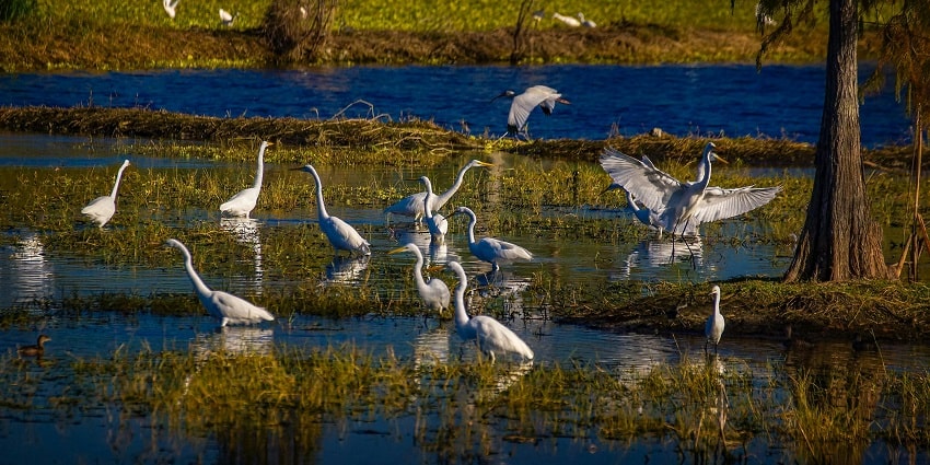 Kolleru Wildlife Sanctuary: Explore The Wildlife - TripXL