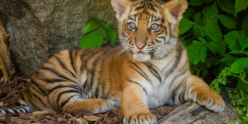 Madhai Wildlife Sanctuary: Wandering With The Wild Things - TripXL