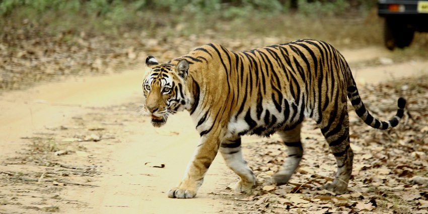 Valmiki National Park: Visit The Only National Park In Bihar - TripXL