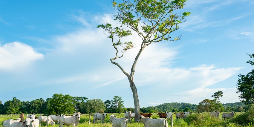 Best Things To Do In Nellore: A Complete Guide - TripXL