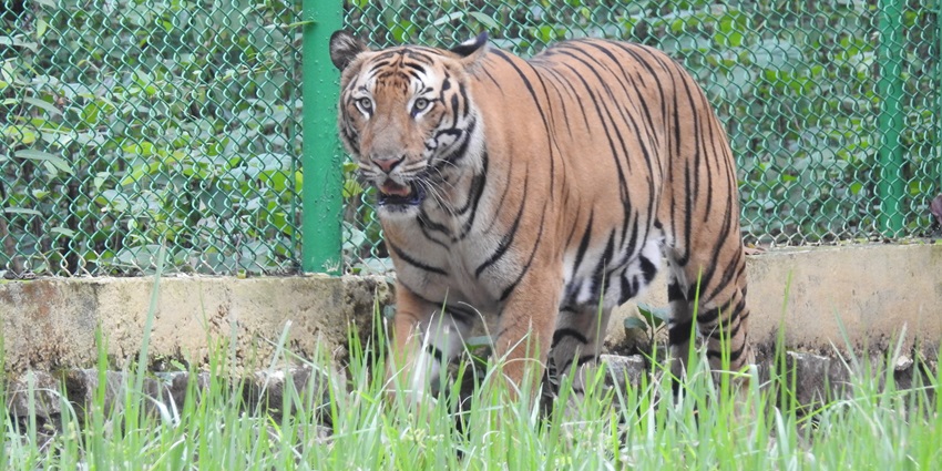 About Ormanjhi Zoo: Time For A Wild Adventure In Ranchi - TripXL