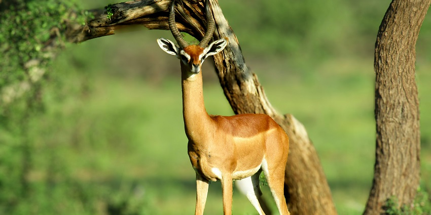 Rasala Nature Park: A Perfect Place To Be With Nature - TripXL