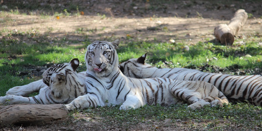 Sailana Wildlife Sanctuary: A Hidden Gem In Madhya Pradesh - TripXL