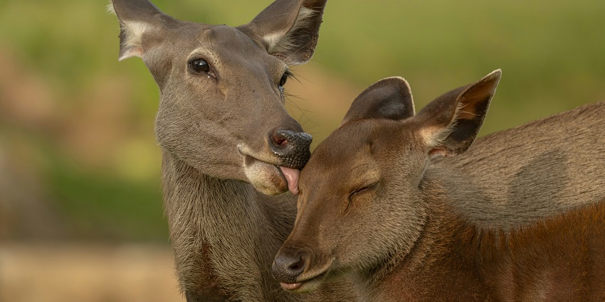 Shergarh Wildlife Sanctuary: Discover Rajasthan’s Wild Side - TripXL