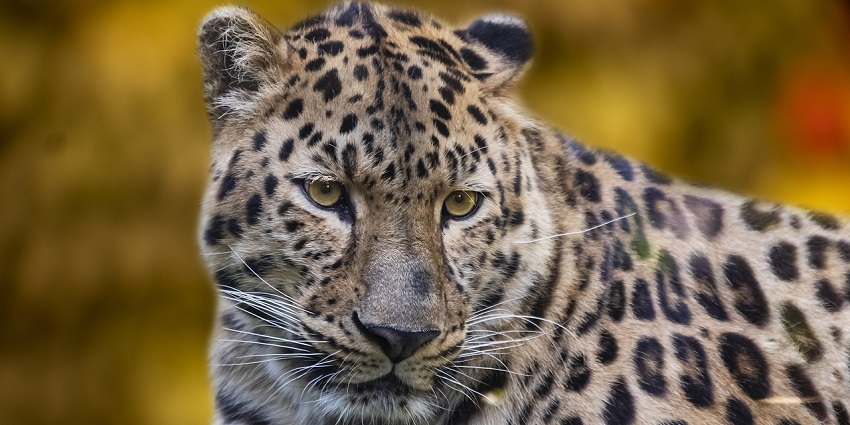 Tal Chhapar Wildlife Sanctuary: A Journey Through Nature - TripXL