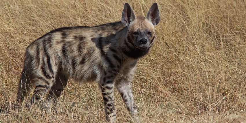 Vansda National Park: Hidden Gem Of Biodiversity In Gujarat - TripXL