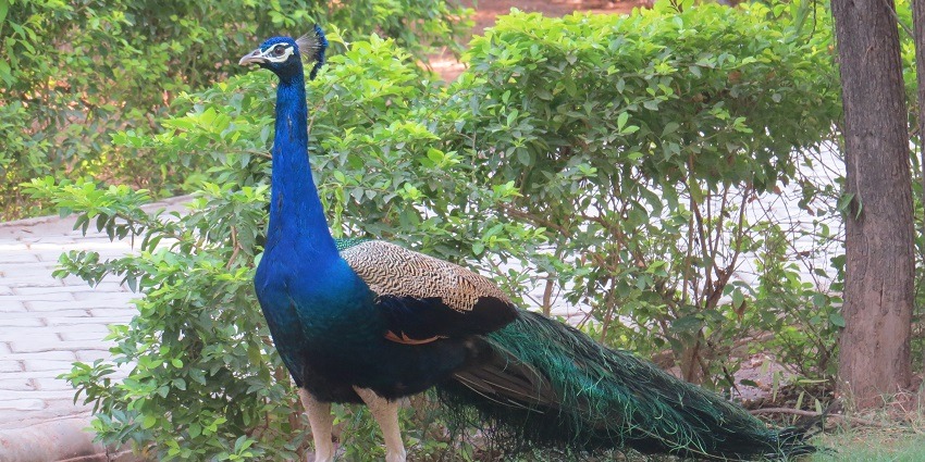 Top 10 Wildlife Sanctuaries In Gujarat: Step Into The Wild - TripXL