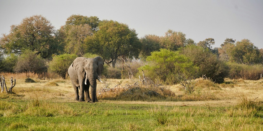 Discover The Wildlife Sanctuaries In Bihar With Rich Biodiversity - TripXL
