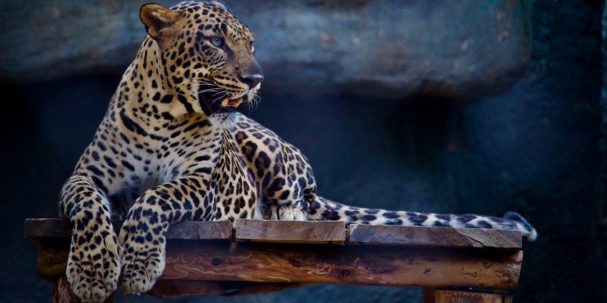 Gautala Wildlife Sanctuary: A Glimpse Of Flora And Fauna - TripXL