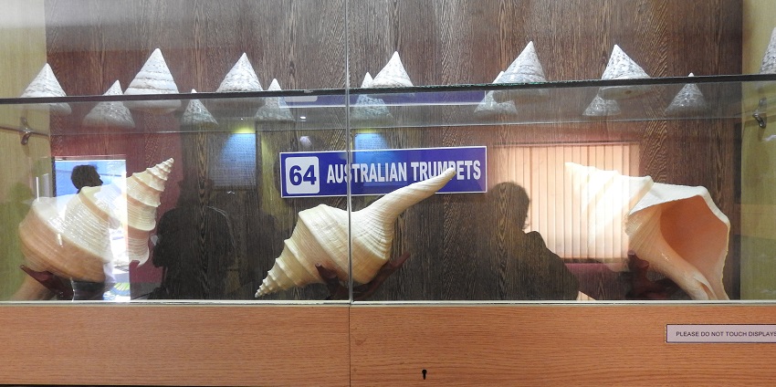 India Seashell Museum: Nature's Artistry In Every Shell - TripXL