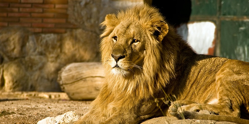 4 Zoos In Andhra Pradesh: A Haven For Wildlife Enthusiasts - TripXL