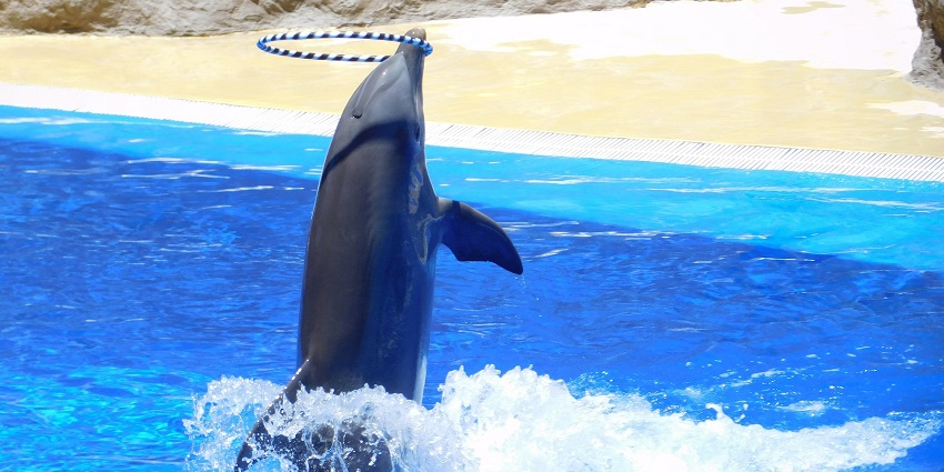 Sentosa Water Park Pune: Your Ultimate Adventure Awaits - TripXL