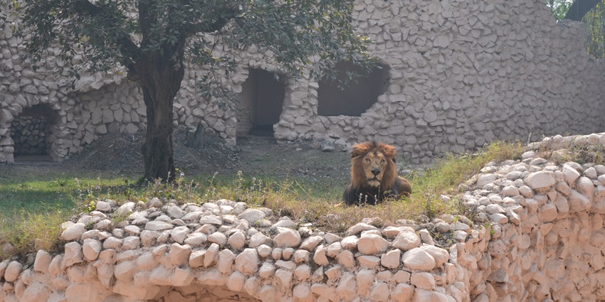 Lucknow Zoo Museum: Top Destination For A Family Outing - TripXL