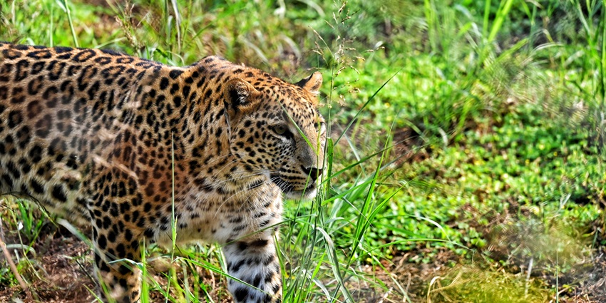 Guide To Sohagi Barwa Wildlife Sanctuary: A Wild Adventure - TripXL