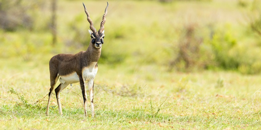 Vallanadu Wildlife Sanctuary: All You Need To Know - TripXL