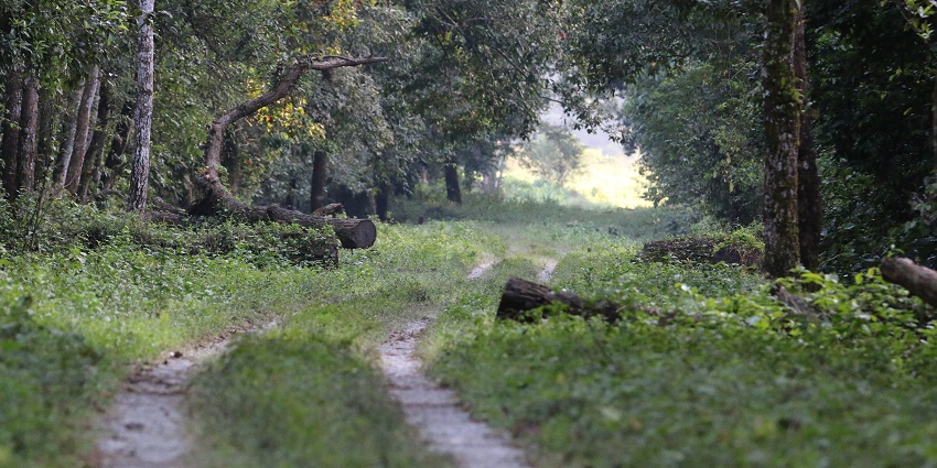 Gorumara Jungle Safari: A Wildlife Expedition In West Bengal - TripXL
