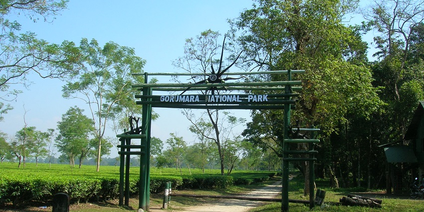 Gorumara National Park Dooars: A Nature Lover’s Paradise - TripXL