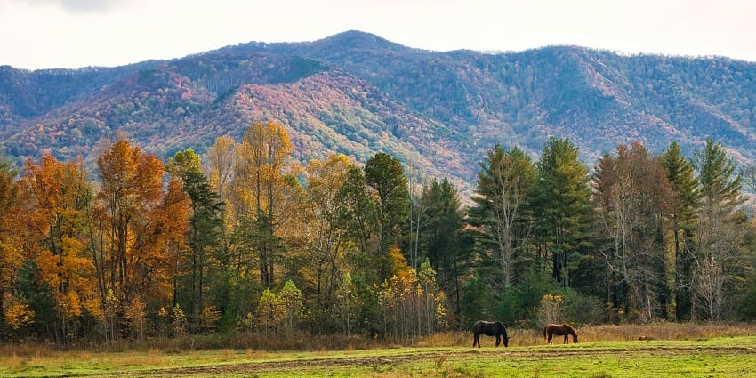 Explore The Beauty Of Great Smoky Mountains National Park - TripXL