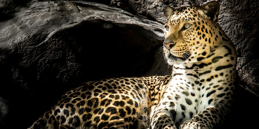 National Parks In Kenya: A Safari Adventure Awaits - TripXL