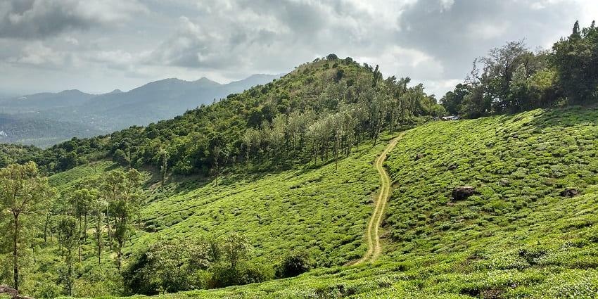 Wayanad Travel Guide: Explore Nature And Serenity In Kerala - TripXL