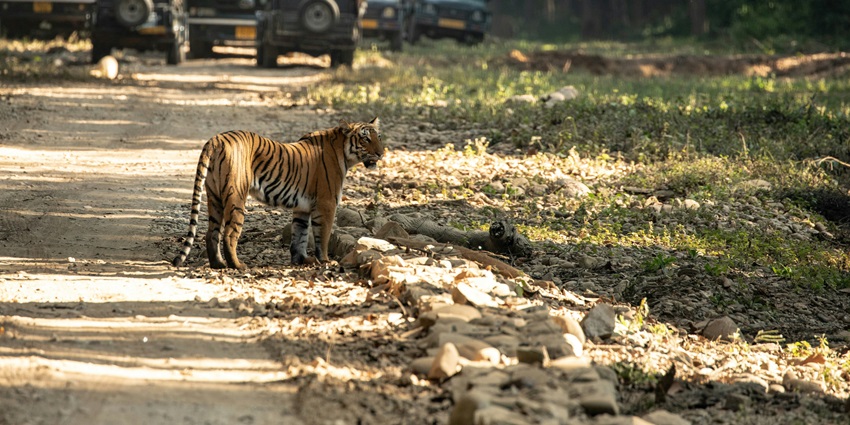 Best Jungle Safaris In India For A Thrilling Wildlife Experience - TripXL